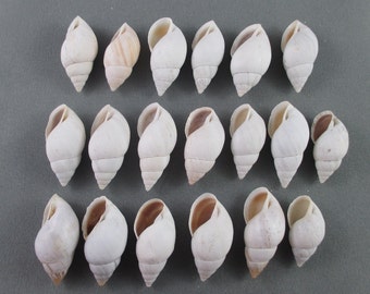 Popular items for small sea shells on Etsy