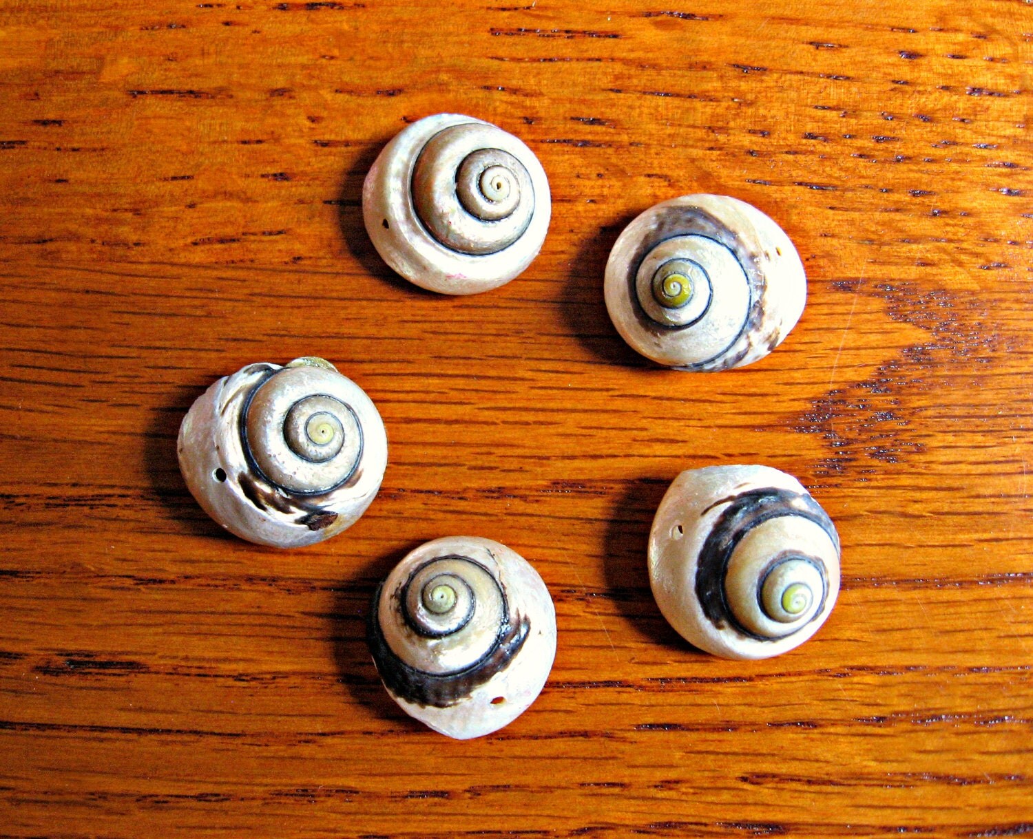 Antique Sea Shell Buttons