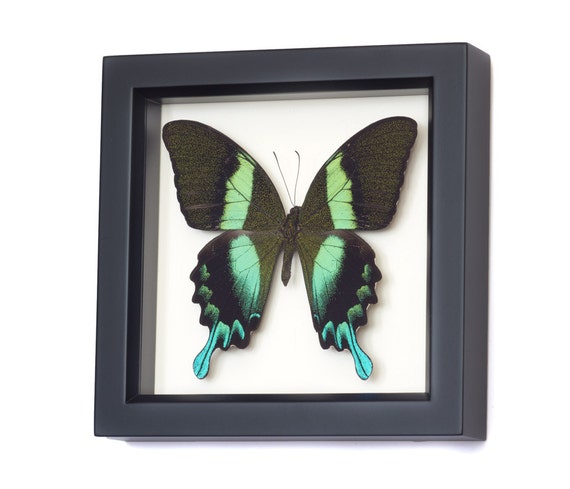 Insect Art Real Butterfly Shadow Box with Peacock Swallowtail