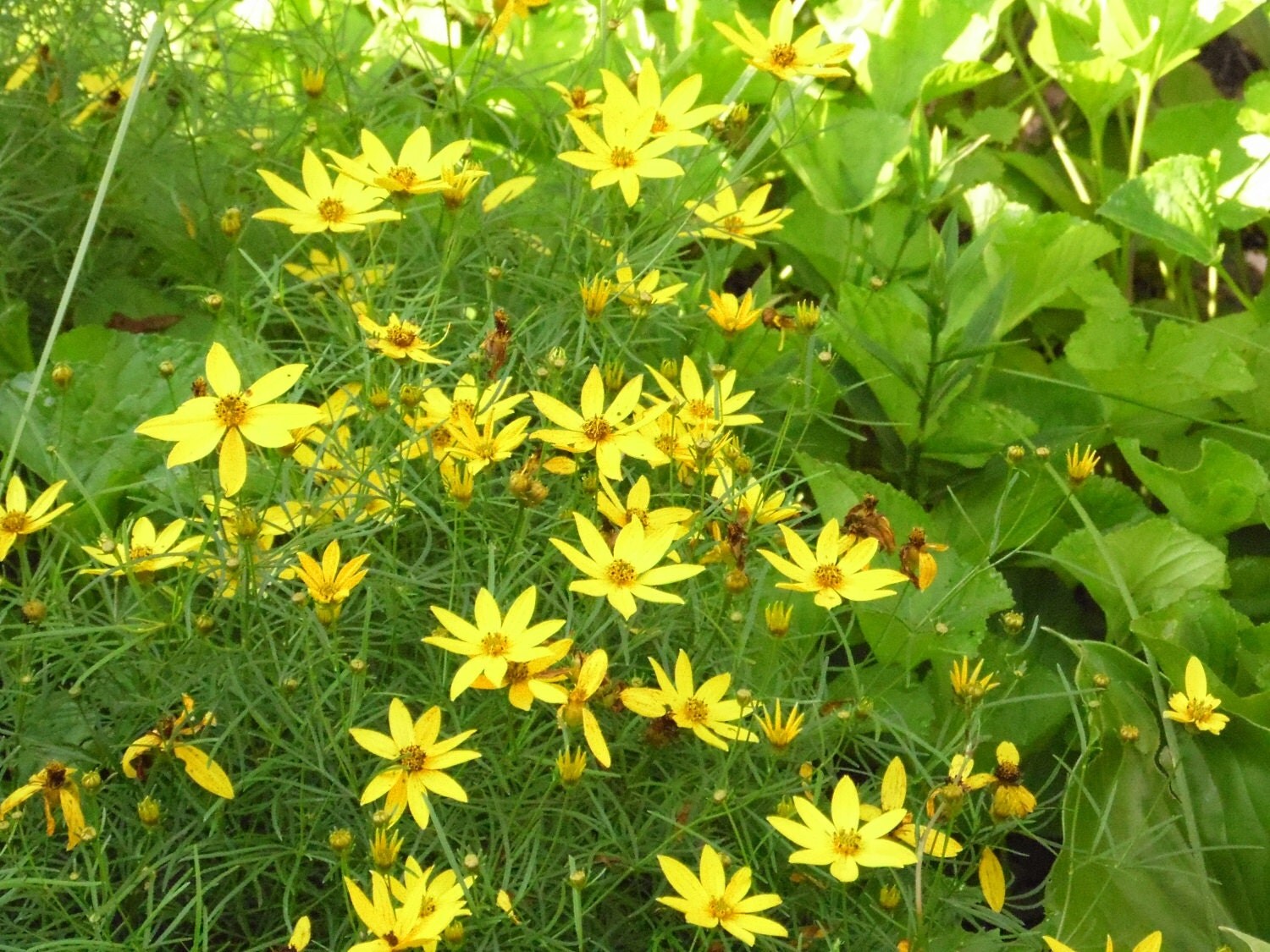 SEASON END SALE Threadleaf Coreopsis Seeds Coreopsis