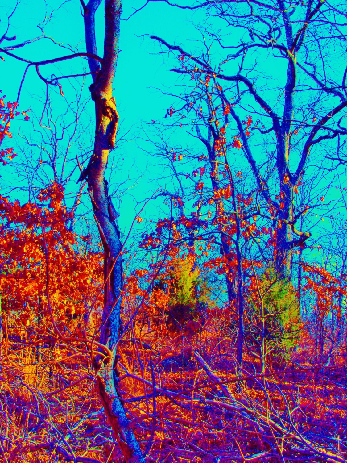 Surreal Forest / Fine Art Photograpy / Face in the Tree