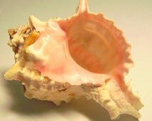 Popular items for pink seashells on Etsy