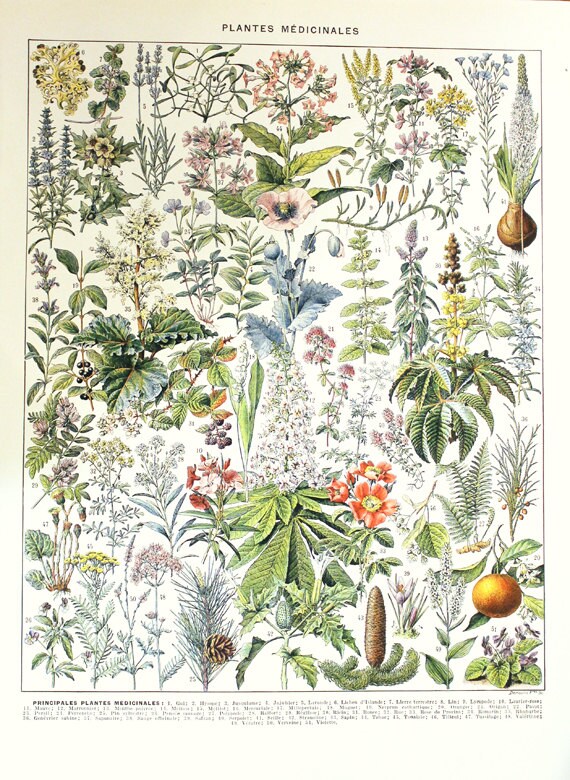 1936 Illustration botanique vintage Plantes médicinales G à V