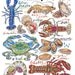Shellfish illustration. Seafood print. Kitchen decor. Fish