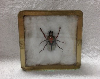 Insect shadow box | Etsy
