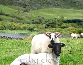 RAVEN Over Head Fine Art Photograph IRELAND by rubyclover on Etsy