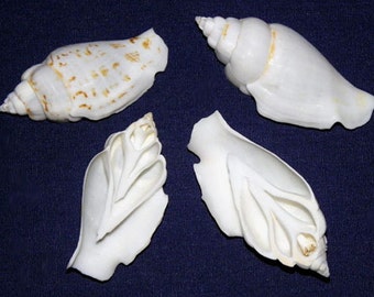 Popular items for small sea shells on Etsy