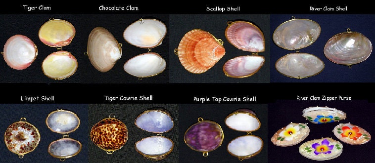 Real Seashell Trinket Coin Pill Jewelry Box or Purse