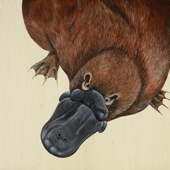 Platypus art print / platypus limited edition giclee