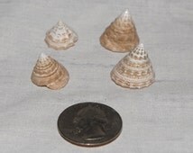 Popular items for sea shell crafts on Etsy