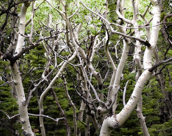 Popular items for aspen tree branches on Etsy