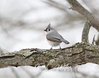 Popular items for blue grey birds on Etsy