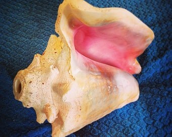 Popular items for pink conch on Etsy