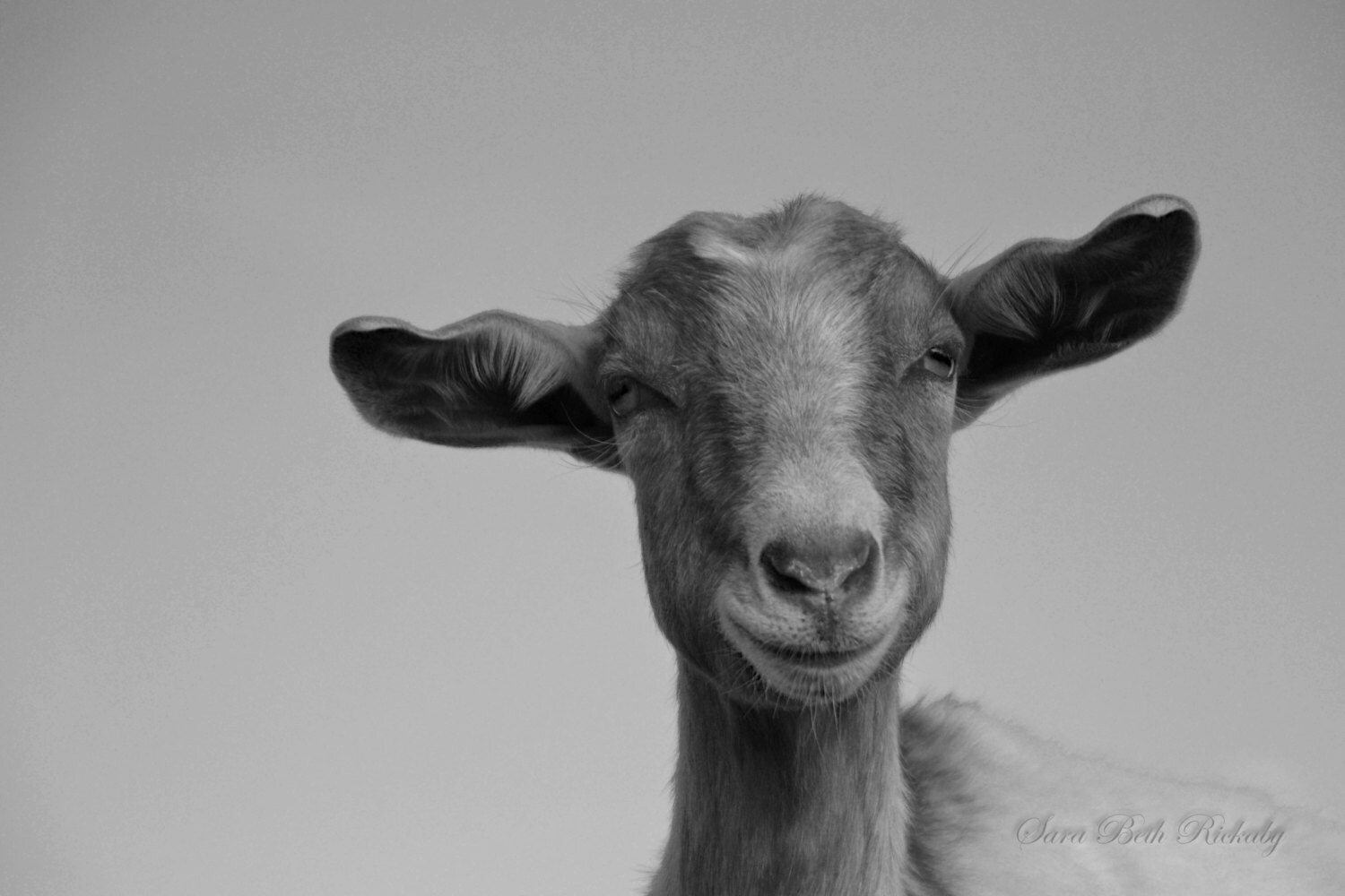 Photo of Awesome Goat Black and White Photo