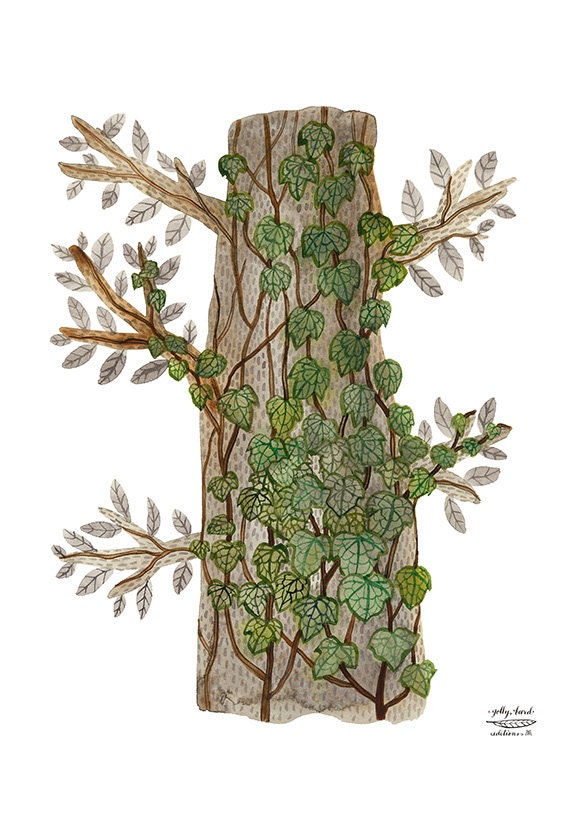 LARGE English Ivy Print giclee print nature art woodland