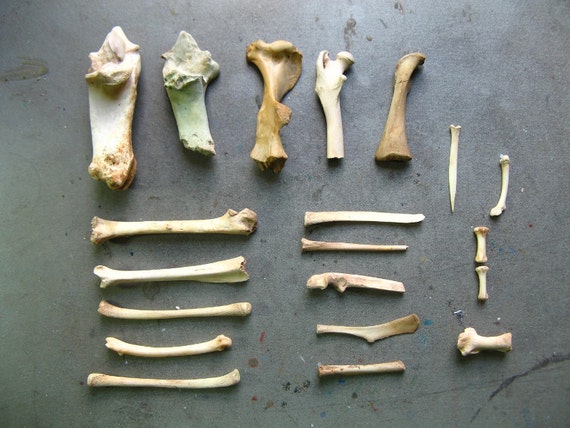 FOUND OBJECTS 20 Small BONES Real Animal Bones from