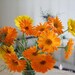 Calendula Officinalis Fancy Mix Heirloom Seeds Non-GMO