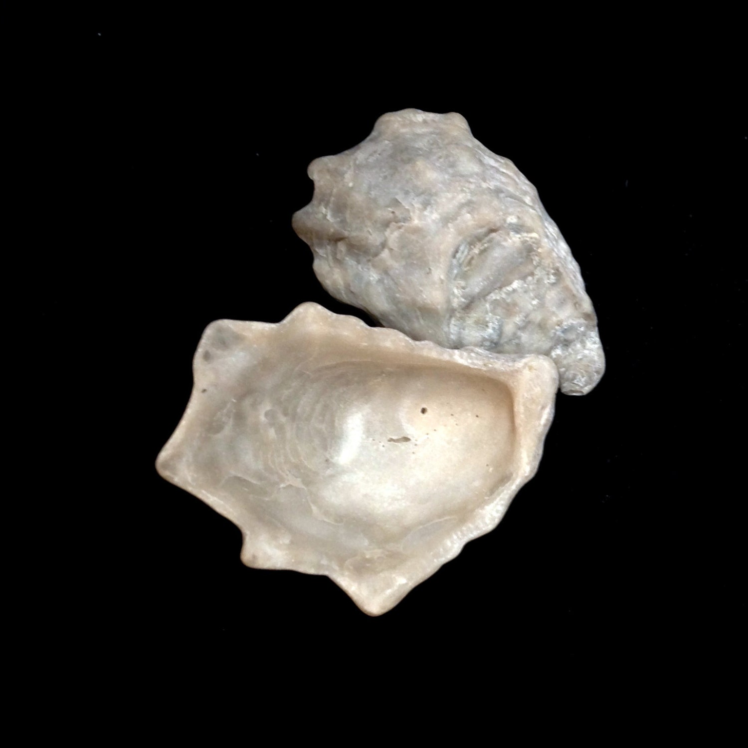 Two Fossil SeashellsFossil-Fossil Shells-Prehistoric