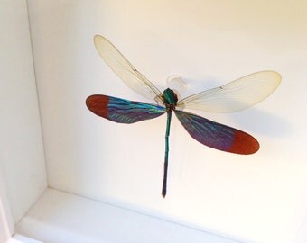 Popular items for real dragonflies on Etsy