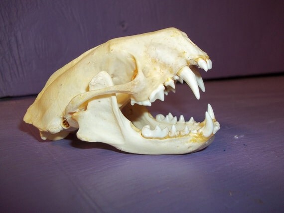 Skunk skull real animal taxidermy skeleton head weird man cave