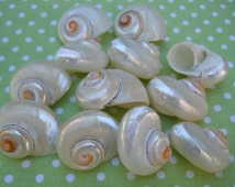Popular items for seashell seashells on Etsy