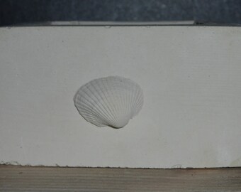 Clam shell planter | Etsy