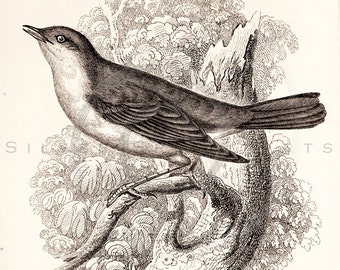 Vintage Raven Crow Illustration Printable by SilverSpiralStudio