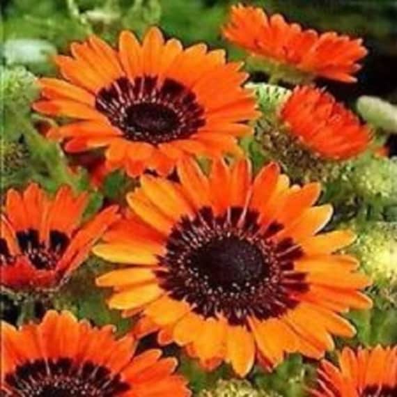 Orange Prince Venidium Flower Seeds / Annual 50