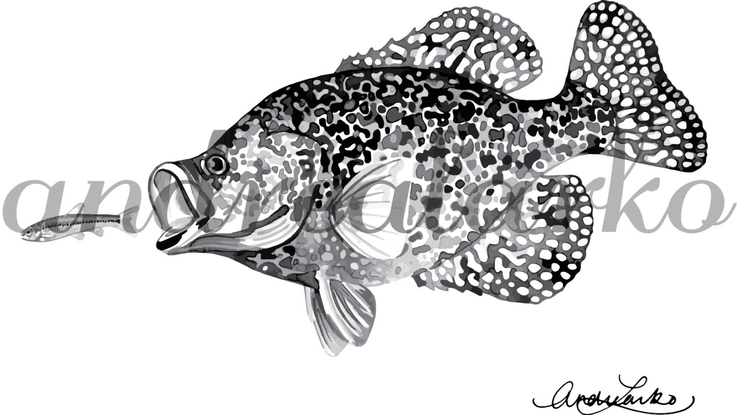 Black Crappie Art Print 8.5x11