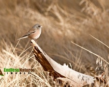 Popular items for songbirds birds on Etsy