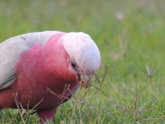 Items similar to Bird Photography, Australian Gala ,Fine Art Photograph ...