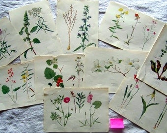 Vintage Botanical floral plants Old paper drawing set of