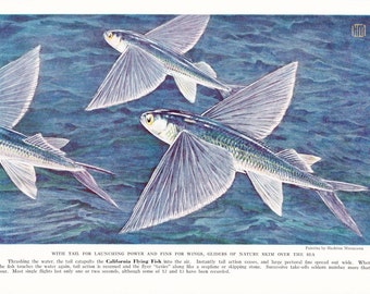 Flying fish print | Etsy