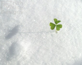 Shamrock In the Snow-fine art photography print-shamrock-nursery art ...