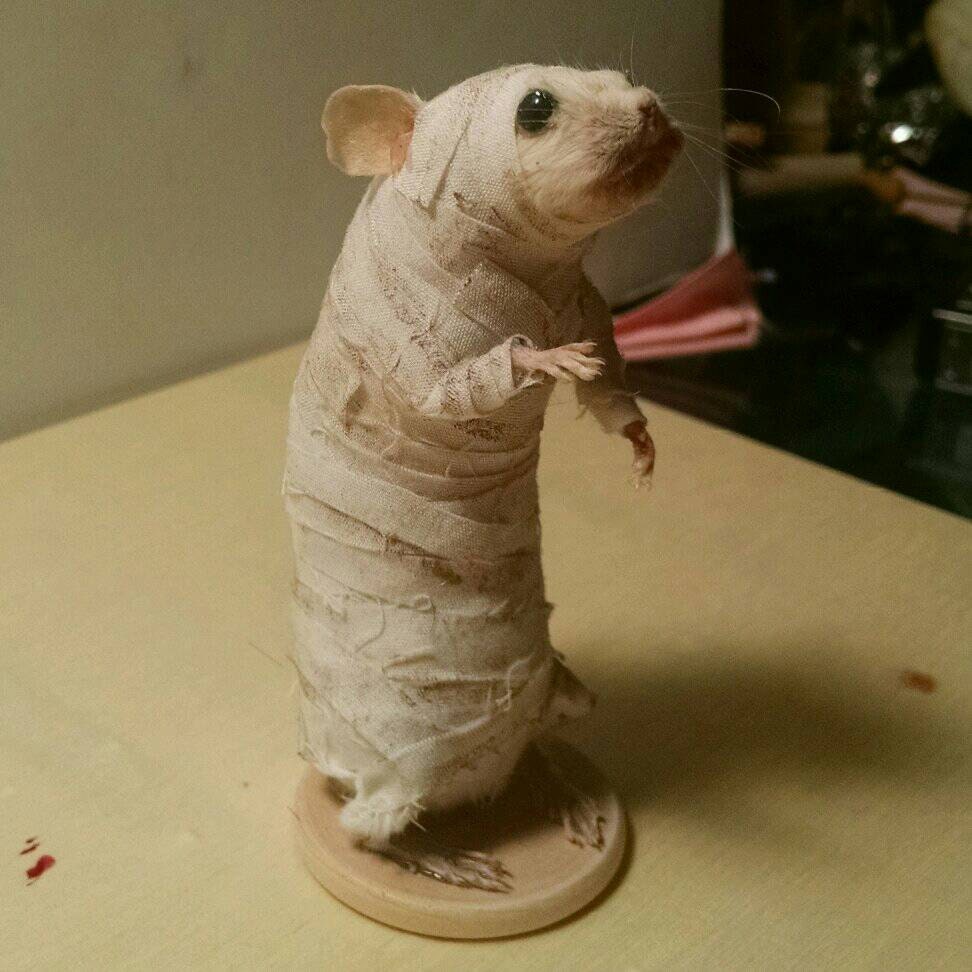 Mummy taxidermy mouse