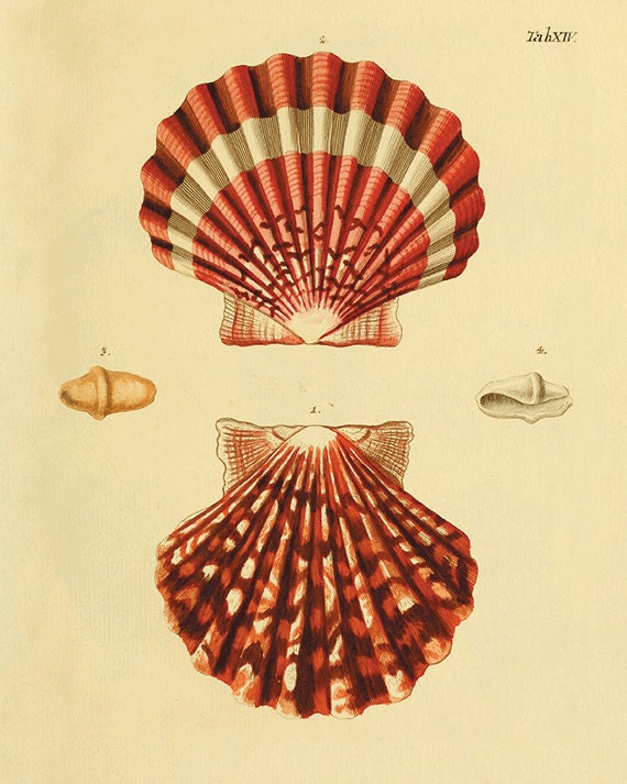 Antique seashell art print vintage nautical art print sea art