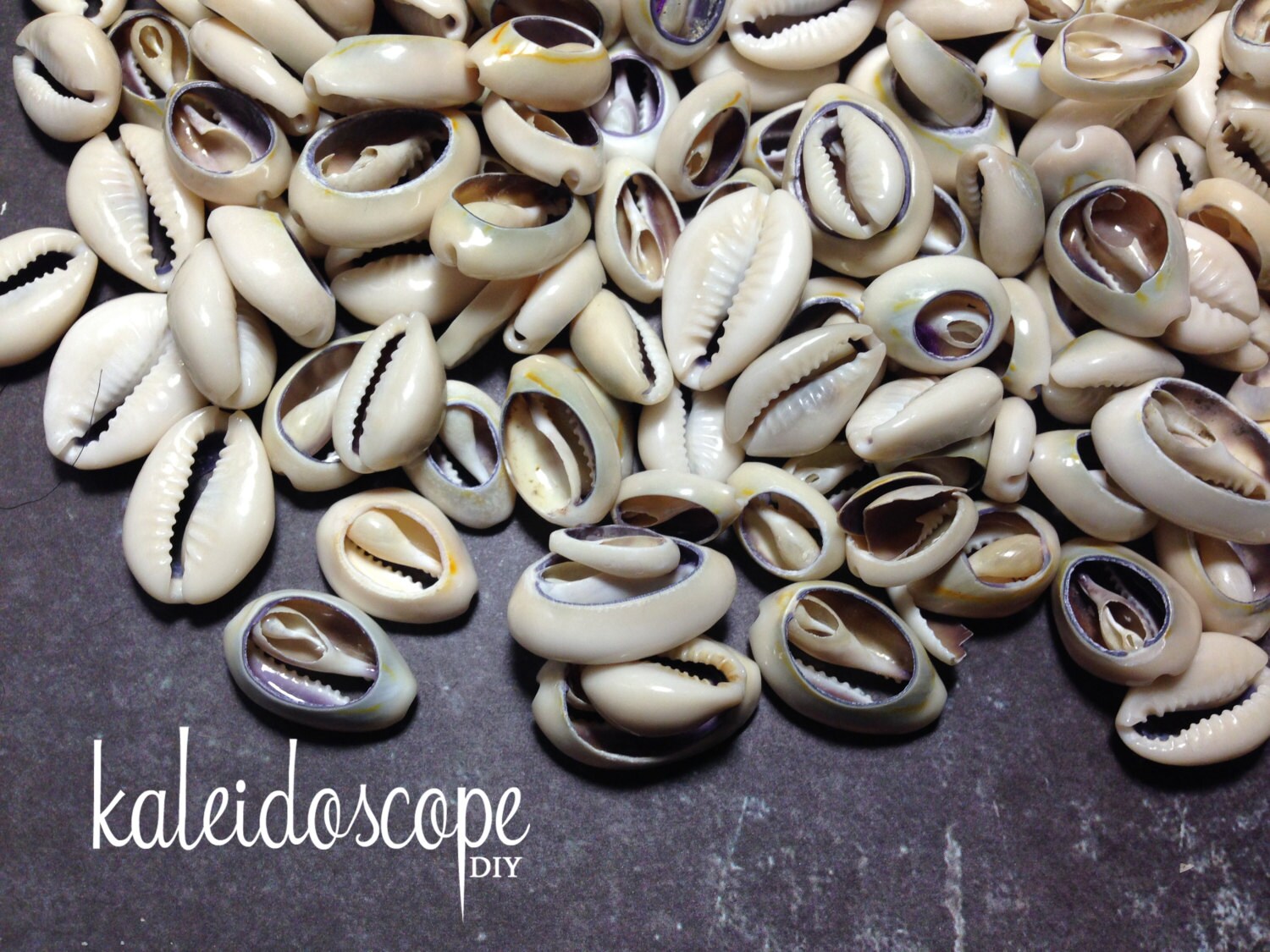 50 Natural Cowry Shells Sliced Cut
