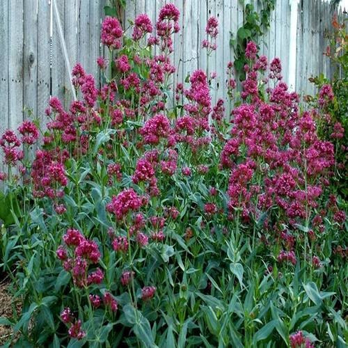 Jupiters Beard Flower Seeds (Centranthus Ruber Coccineus) 50+Seeds from ...