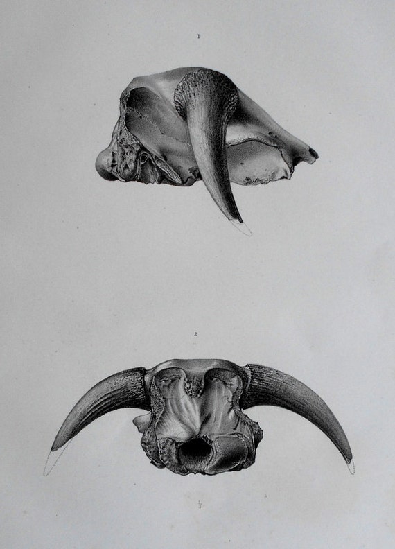 Bootherium Bombifrons. Antique1853 Lithograph of Extinct