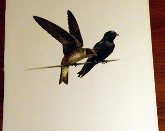 Purple martin art | Etsy
