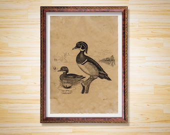 Vintage duck print | Etsy
