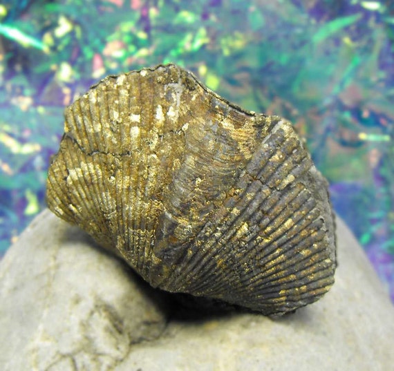 PYRITIZED BRACHIOPOD FOSSIL 00191m pendant by TheRavenAndPearl