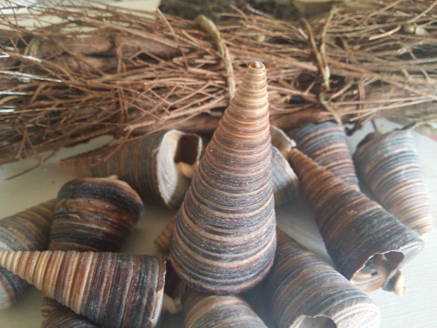 Brown Spiral Top Cone Seashells/ Shells by seashellsbyseashore