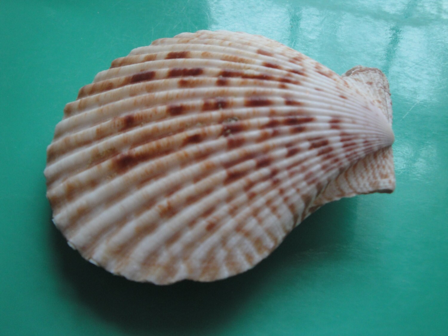 Sea Shell Seashells 3 Pecten Nobilis Pair Shell Striped