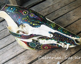 Colorful hand painted real wild hog skull with dot works / pointilism