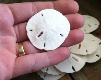 Puffy Sand Dollars 3 Seashell Supply Seashells Sand