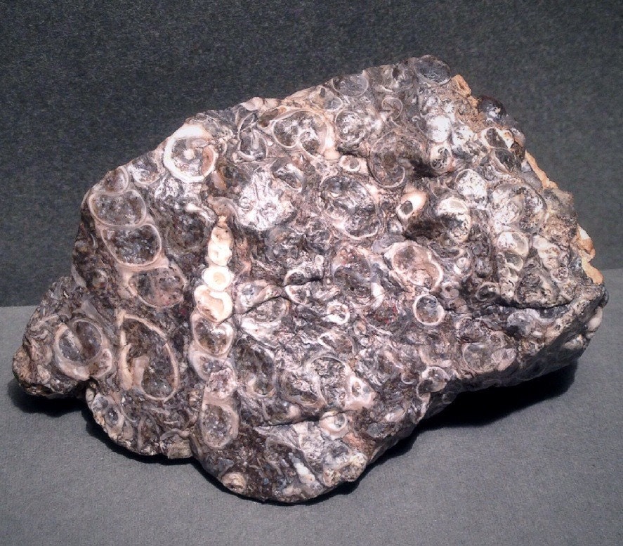 Turritella Agate Elimia Fossilized Snail Shell by PhenomenalGems