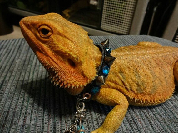 Spiked Bearded Dragon Collar-made to order by DesertLairDragons
