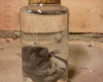Taxidermy Baby Mouse Wet Specimen By Law's Taxidermy
