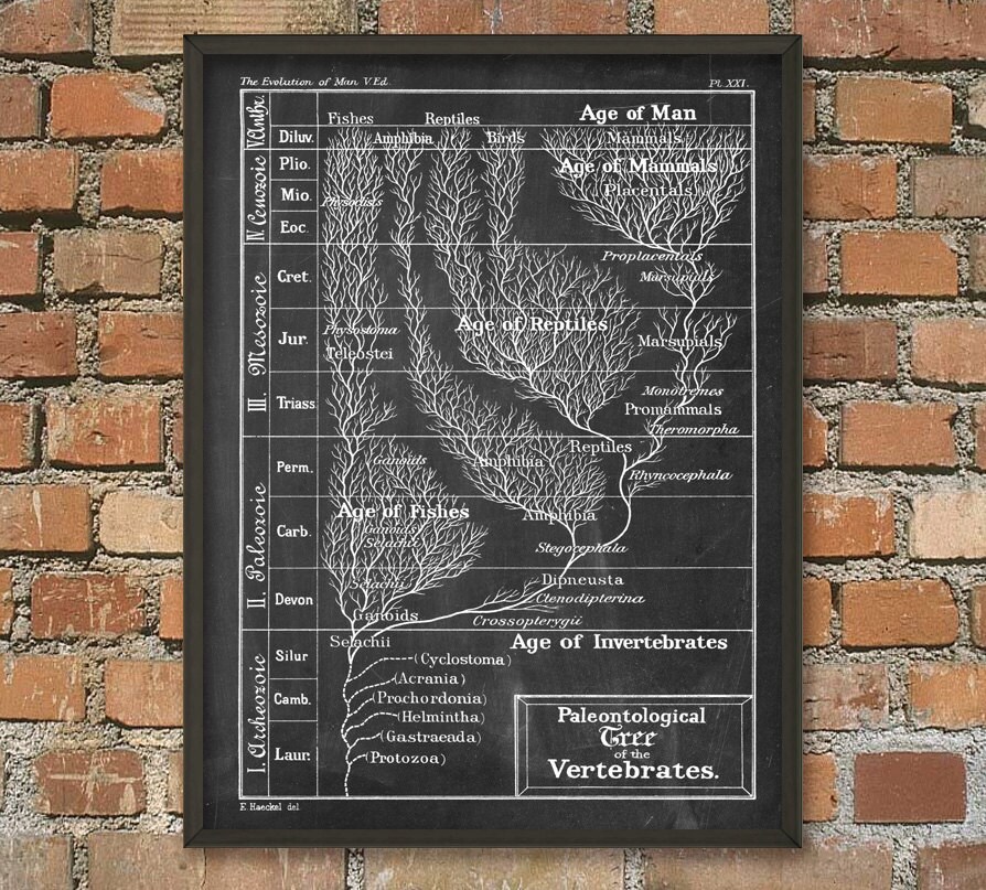 Paleontological Tree of the Vertebrates by QuantumPrints on Etsy